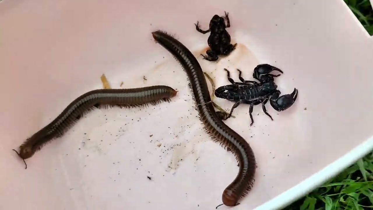 I Go Hunting Then Caught Various Kind Of Insects, Big Worms, Millipedes ...