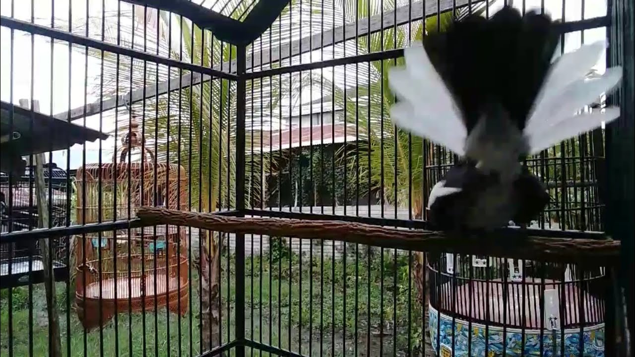 kacer rumahan gacor santai disore hari (magpie robin singing)//dunia ...
