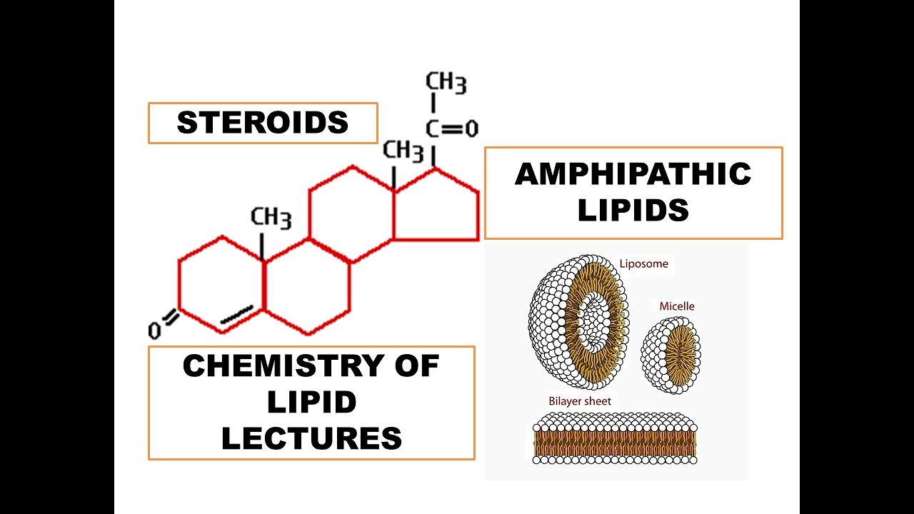 Steroids and Amphiphatic Lipids - YouTube