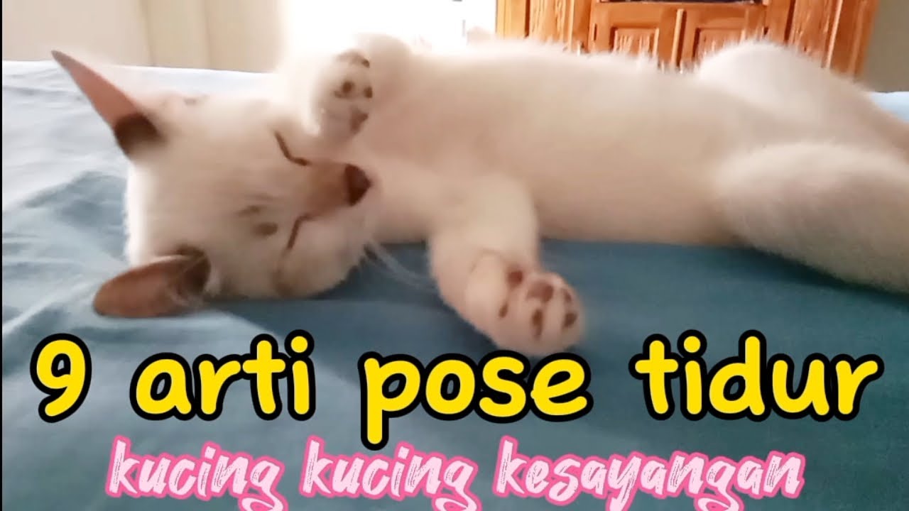 pose tidur kucing kucing kesayangan #kucing #kucinglucu #kitten ...