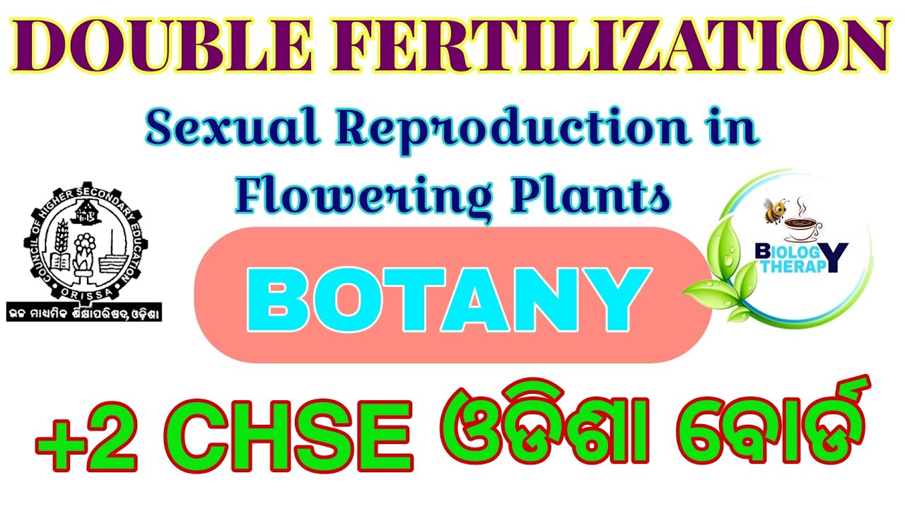 DOUBLE FERTILIZATION || Sexual Reproduction in Flowering Plants ...