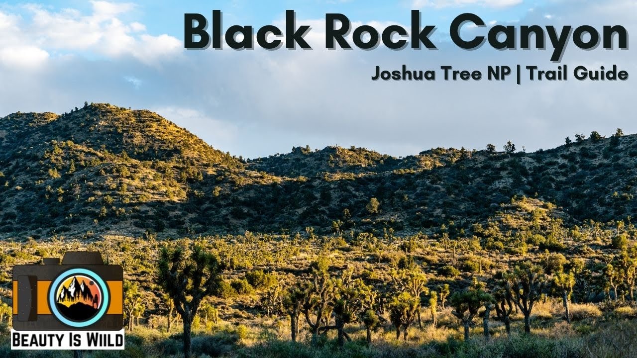 Black Rock Canyon Trail Guide: Essential Tips for Joshua Tree National ...
