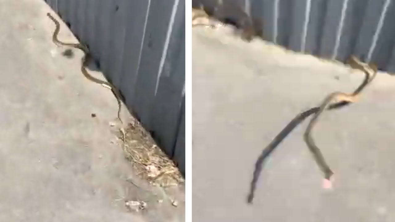 Snake Turns Around and Attacks Woman For Chasing Them - YouTube