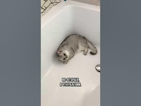 Почему кошки любят спать в раковине #кот #коты #shorts - YouTube