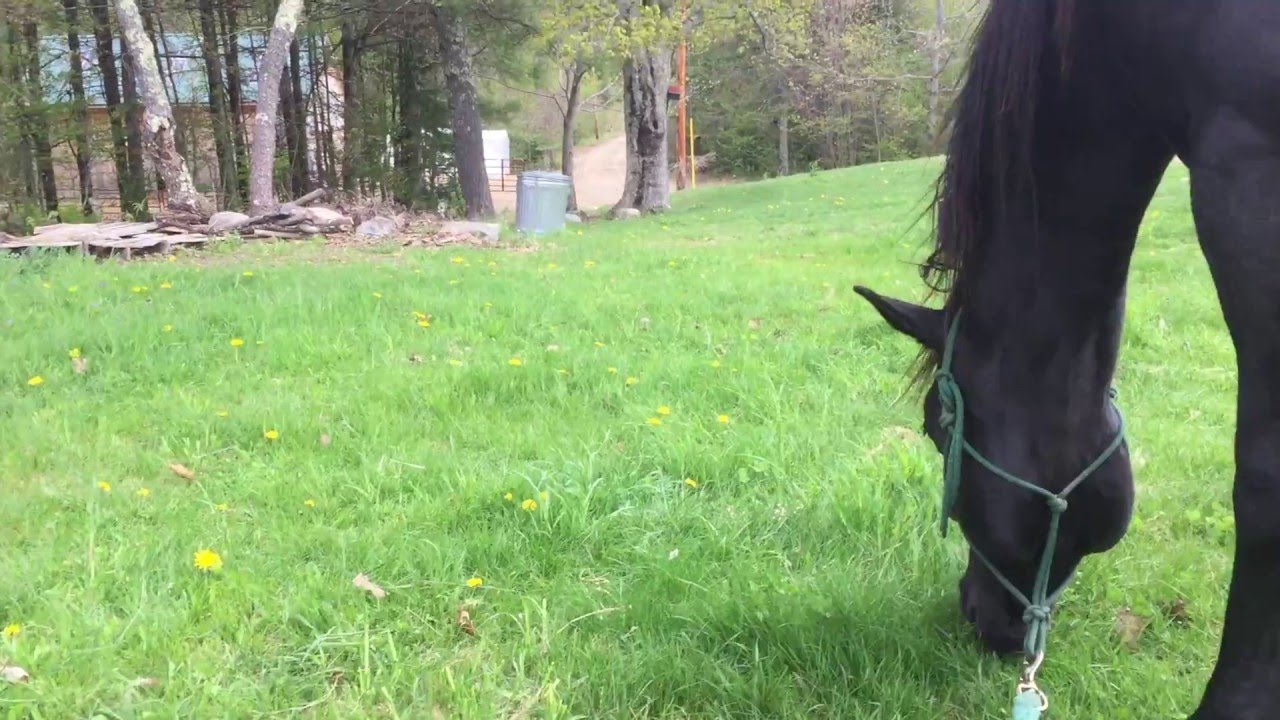 Glass Horse Farm: Patches grazing with Raven 2 - YouTube
