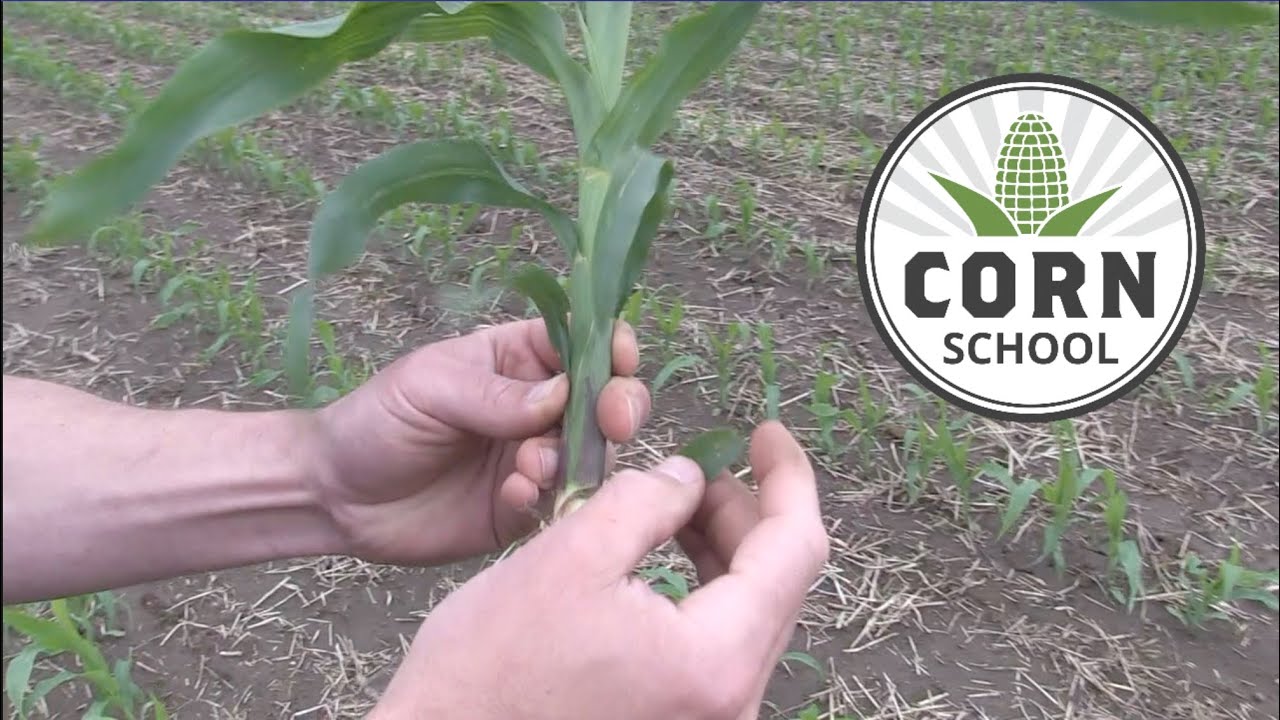 Corn School: Staging post-emergent herbicides - YouTube