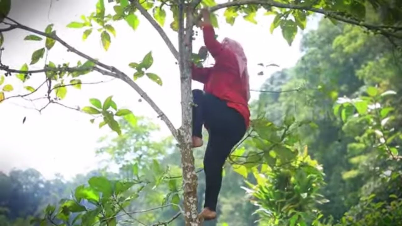 Perjuangan Emak Enah Mencari Jambu Tangkalak | ENAH BIKIN ENAK (08/05 ...