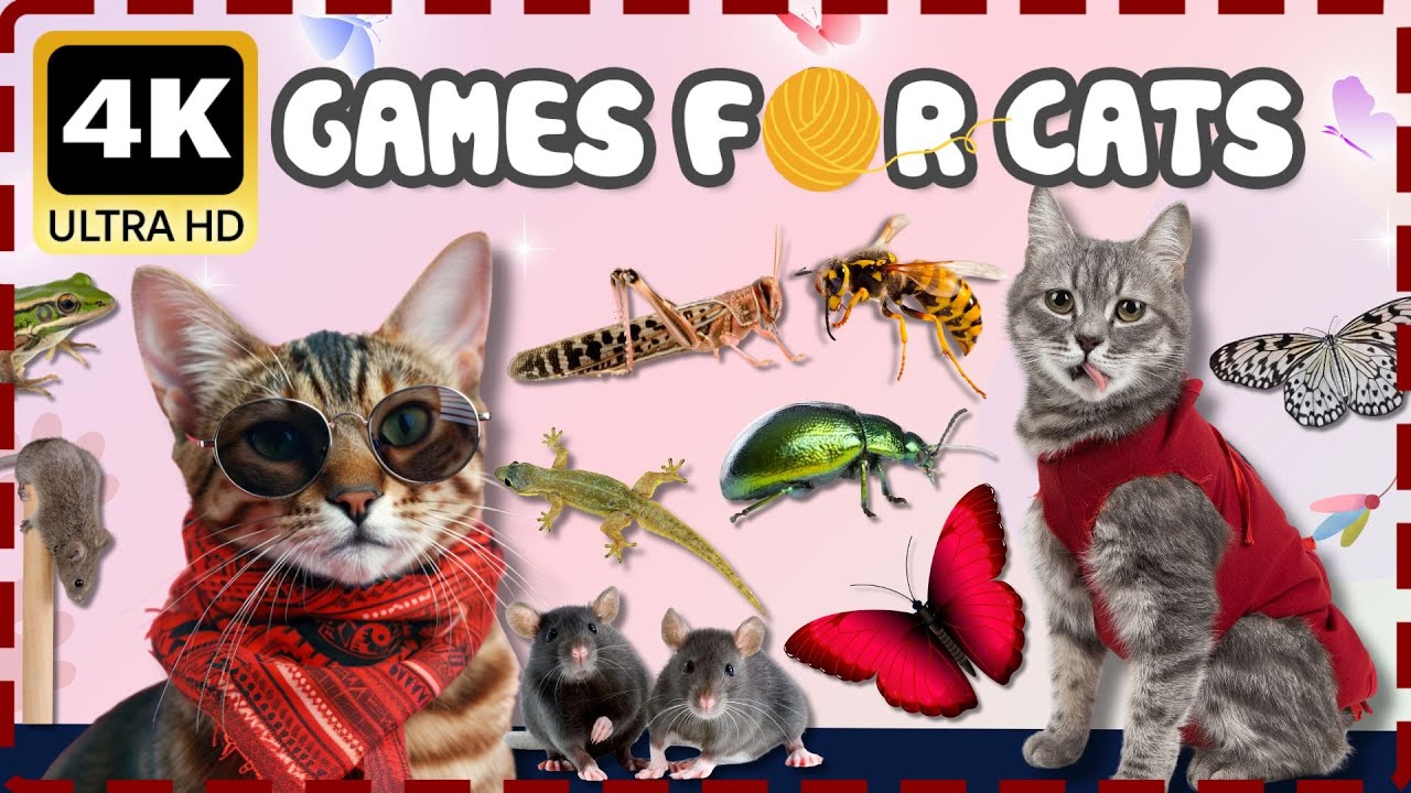 Game for Cat | Keep Your Cat Happy and Healthy with Fun 🐾🐱 Episode 21 ...