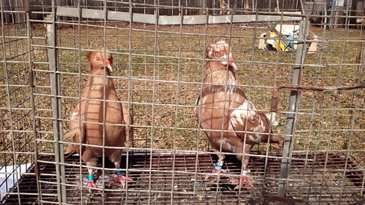 Bruce's pigeons fancy and racing pigeons yellow flights - YouTube