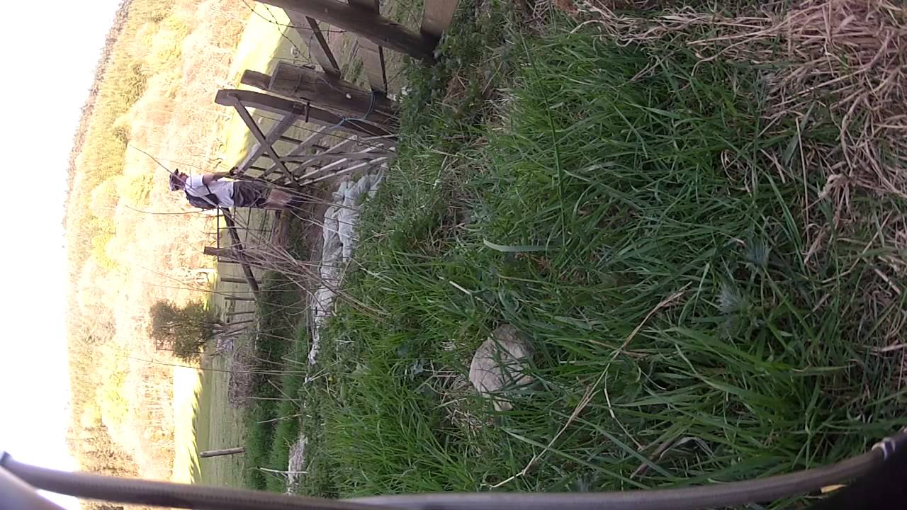 Loose lamb at dalby - YouTube