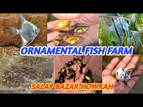 AQUARIUM RARE FISH FARMING( HOWRAH )| ANGEL FISH & GOLD FISH FARM SALAP ...