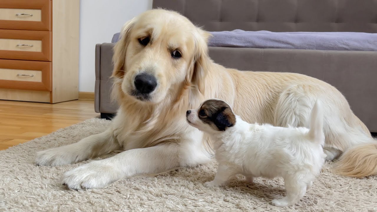 Adorable Puppy Grows Up Believing He’s a Golden Retriever [Cuteness ...