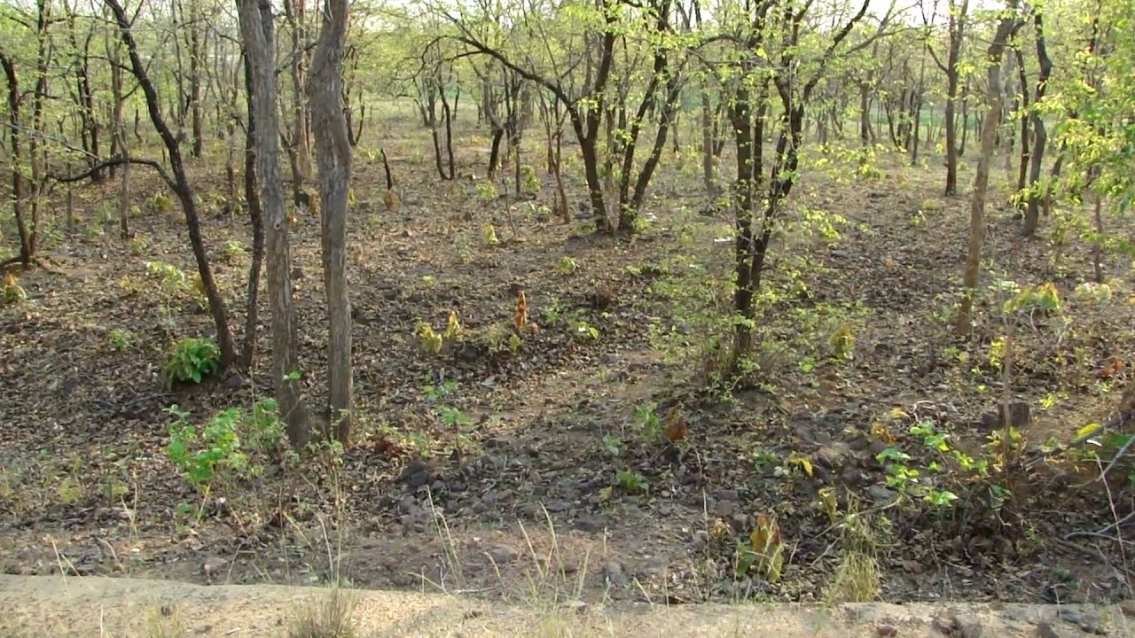 Tendu in summer. Part-1 © Pankaj Oudhia - YouTube