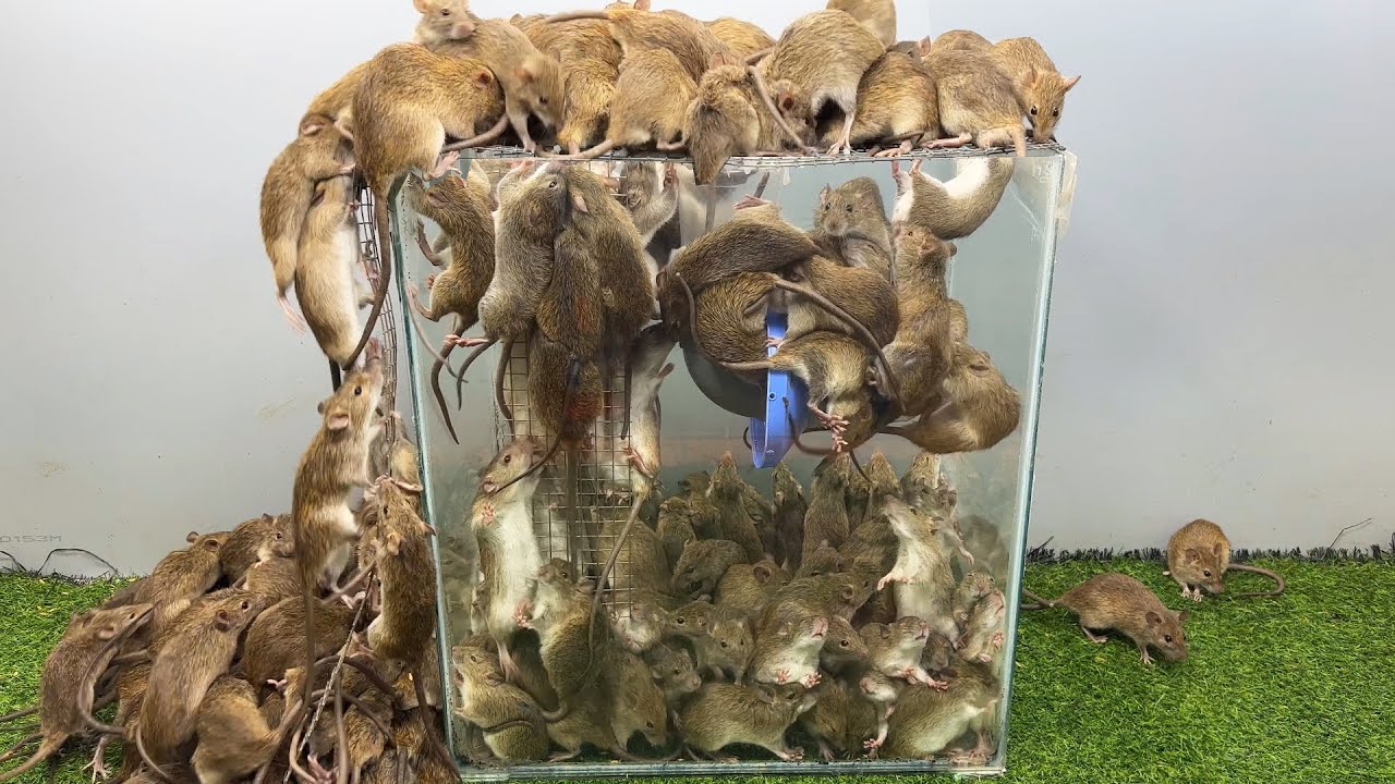 mousetrap from simple materials / best mousetrap / How to make a safe ...