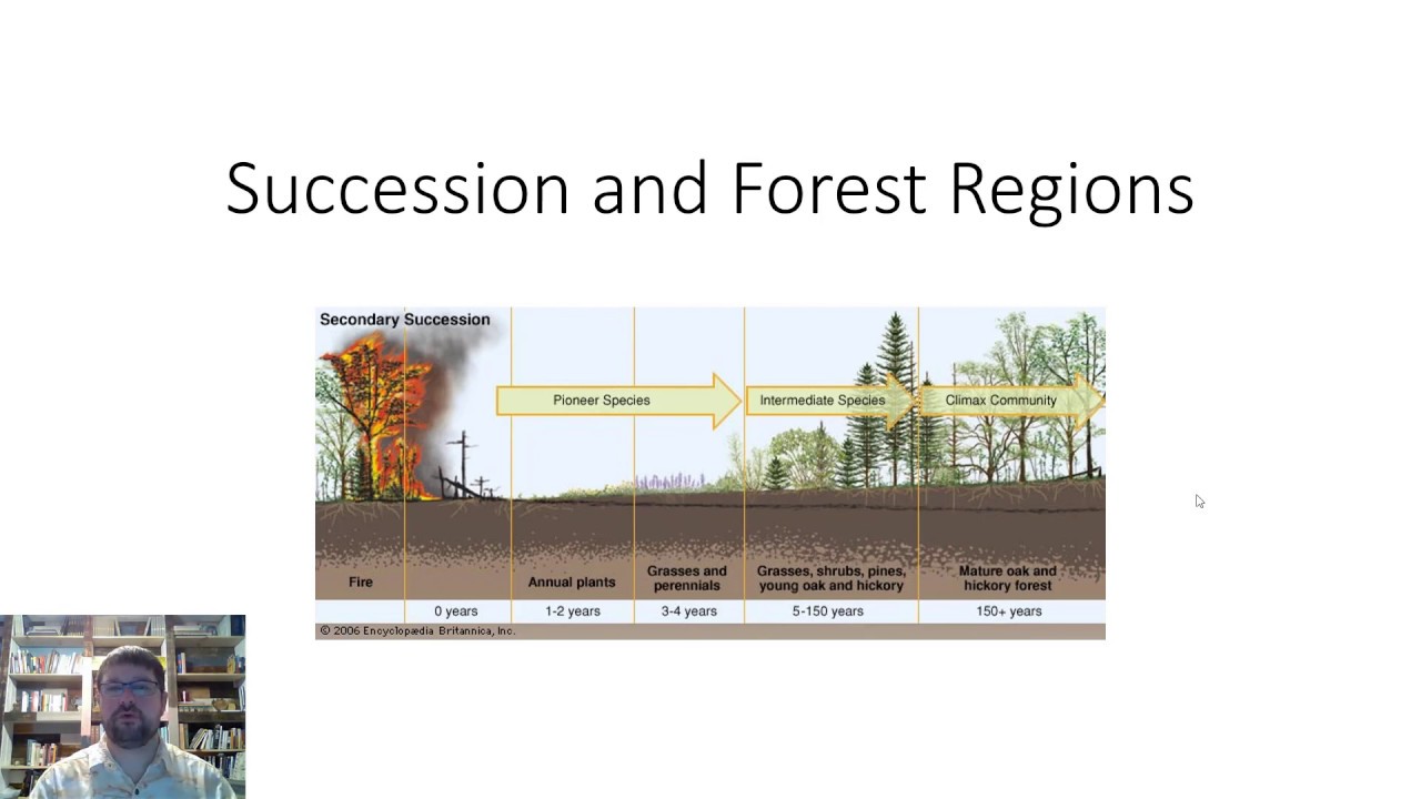Secondary Succession Fire