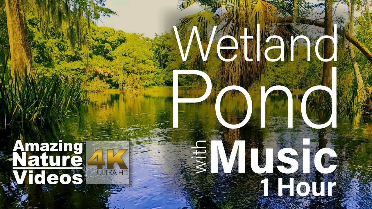 Beautiful Wetland Pond With Deep Healing Music | Relaxation Sound For ...
