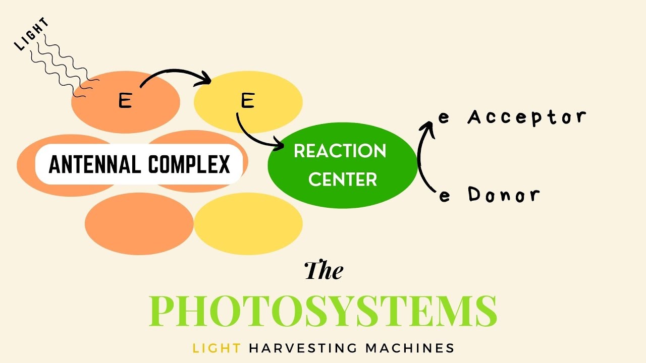 THE PHOTOSYSTEMS_(Light Harvesting Machines of Plants) - YouTube
