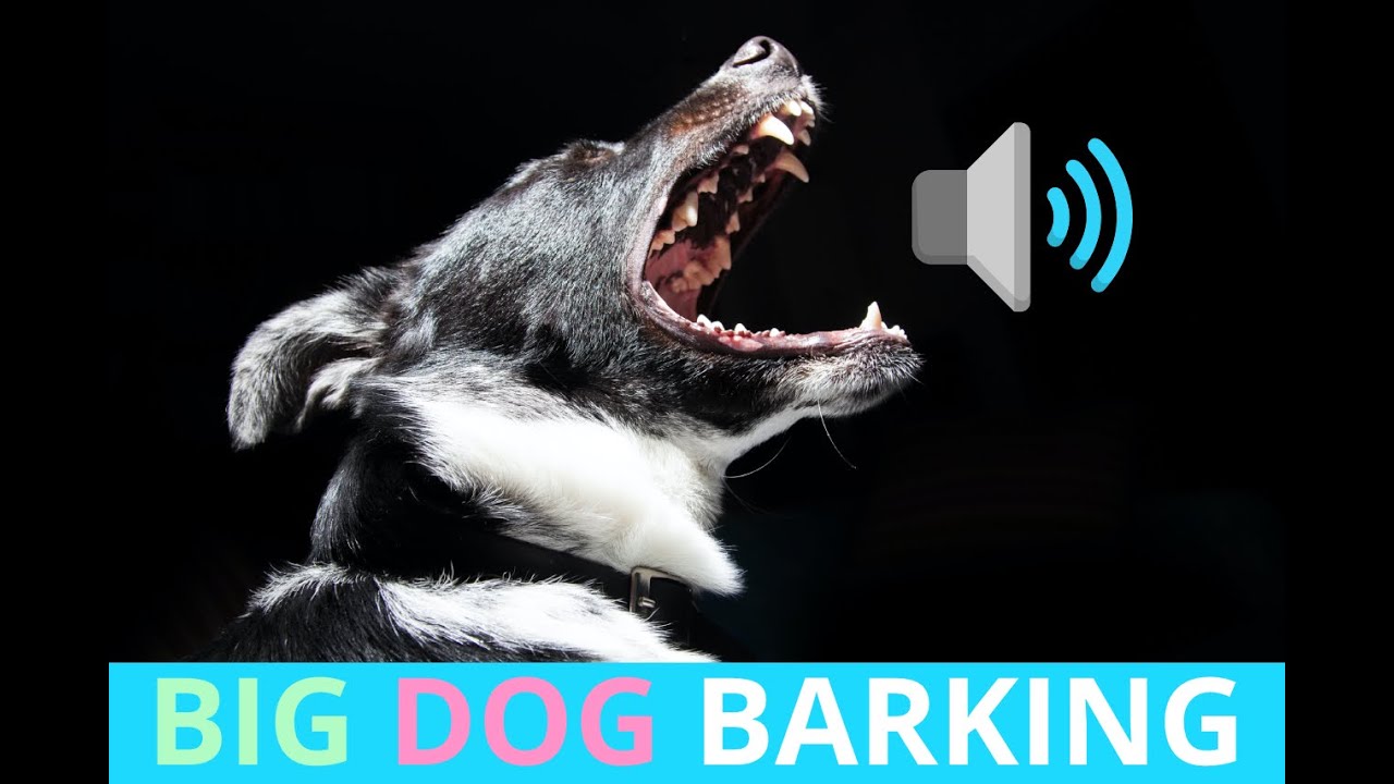Barking Big Dogs: The Ultimate Compilation of Giant Breed Sound Effects ...