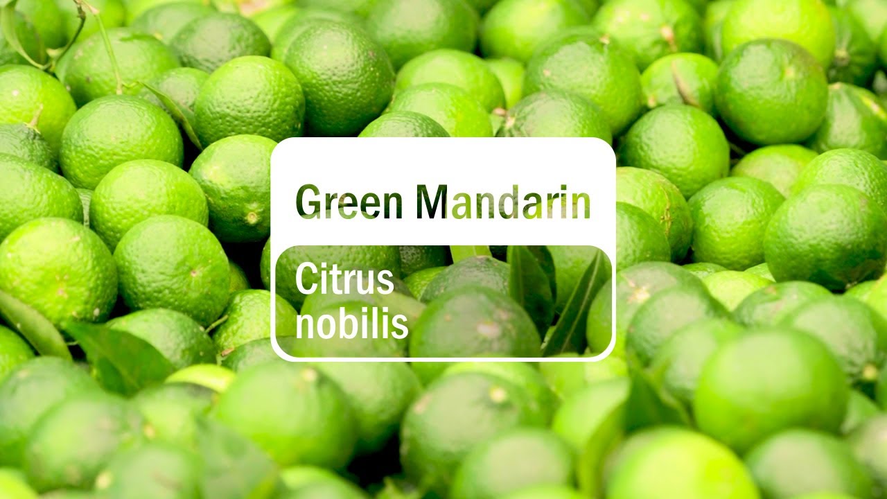 The Journey to doTERRA Green Mandarin Essential Oil - YouTube