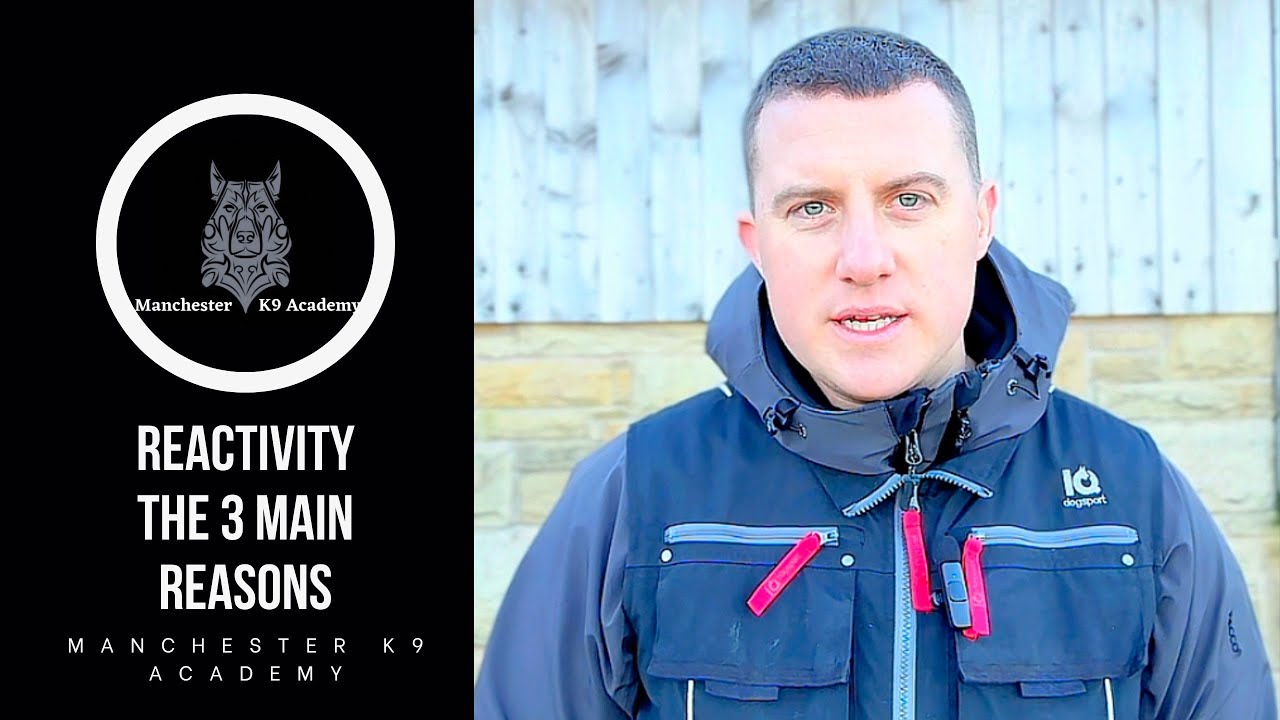 Reactivity - The 3 Main Reasons - YouTube