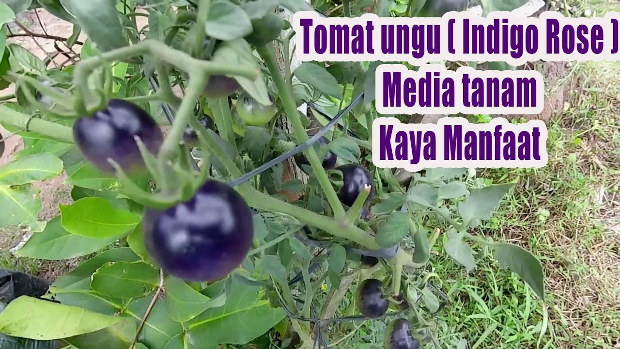 tomat ungu indigo rose cara tanam dan kaya manfaat - YouTube