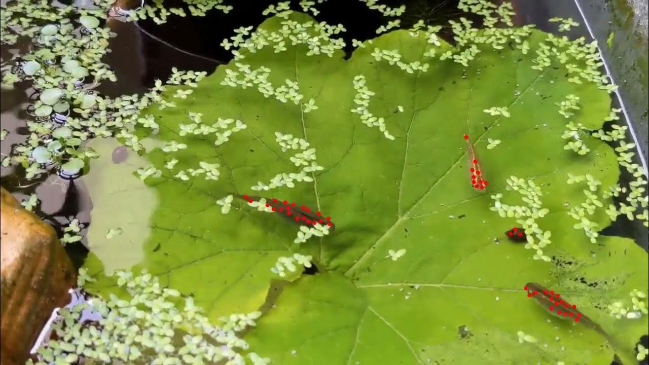 【Python】Corner detection with OpenCV【Shi-Tomasi corner detector】 - YouTube