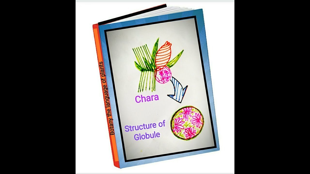 Algae: Structure of Globule (Chara) - YouTube