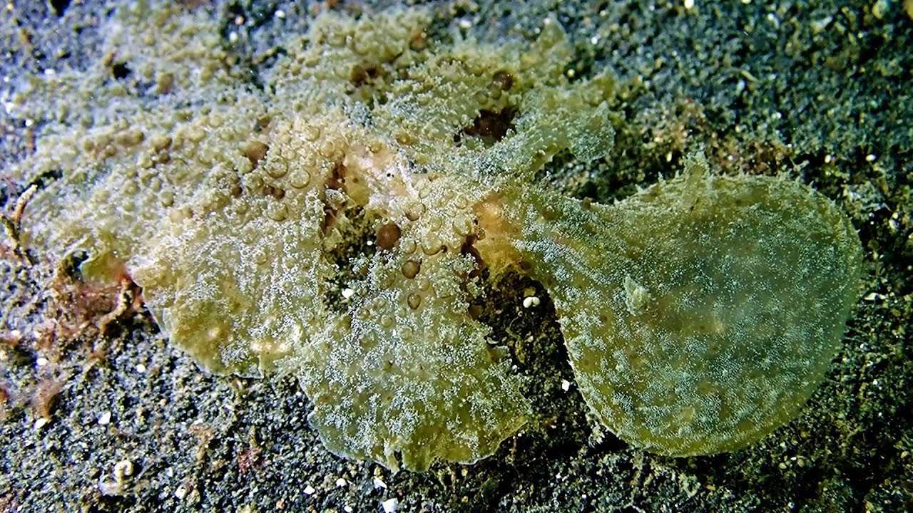 Giant Melibe Transparent Predator Nudibranch Eats Anything In Its Path ...