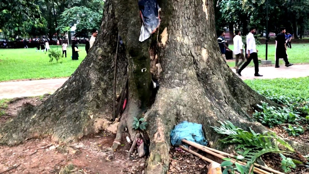Mysterious tree. Another tree within a tree🌴🌴. একটি গাছের মধ্যে আরেকটি ...