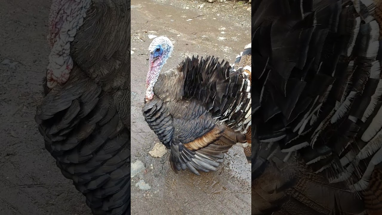 EL CHUMPIPE - YouTube