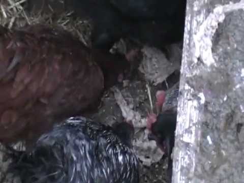 Chickens eating rabbit - YouTube
