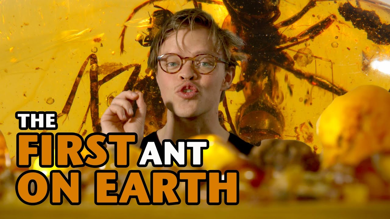The first ant in history - YouTube