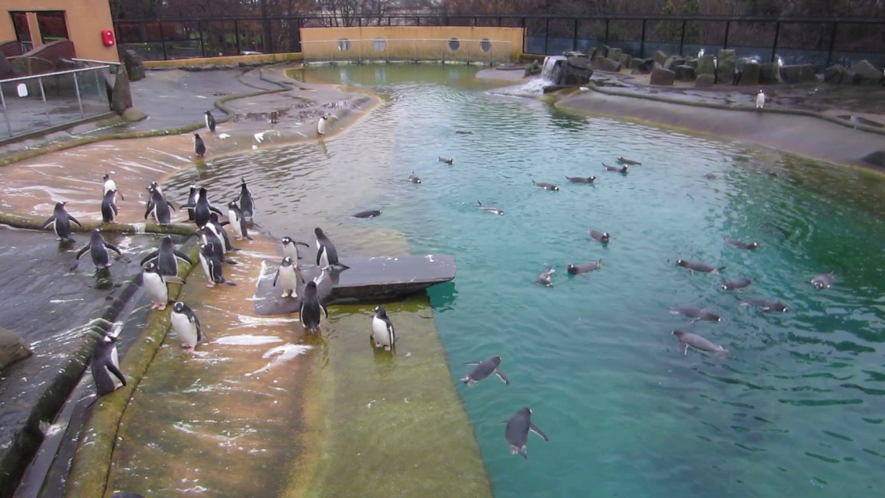 Penguins at Edinburgh Zoo - YouTube