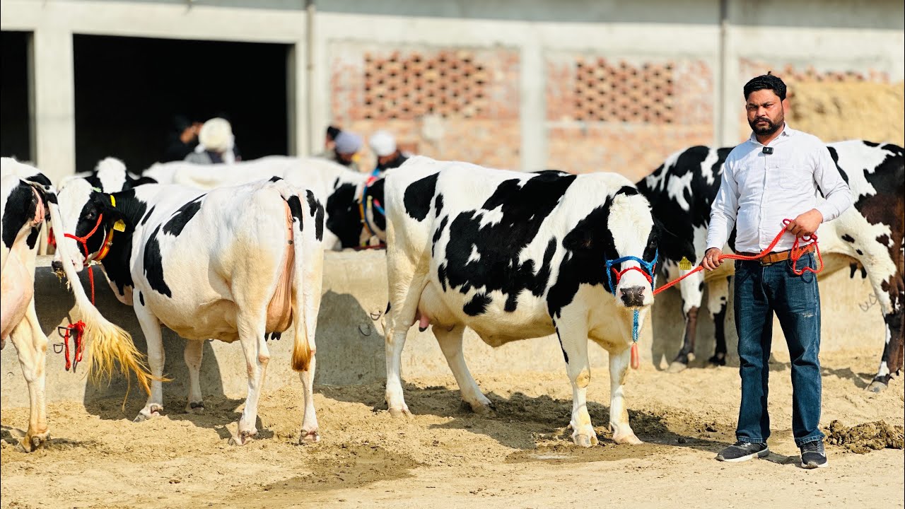 40 लीटर दूध अभी त्यार हैं | दूध निकाल कर फिर खरीदे | 18 cows available ...