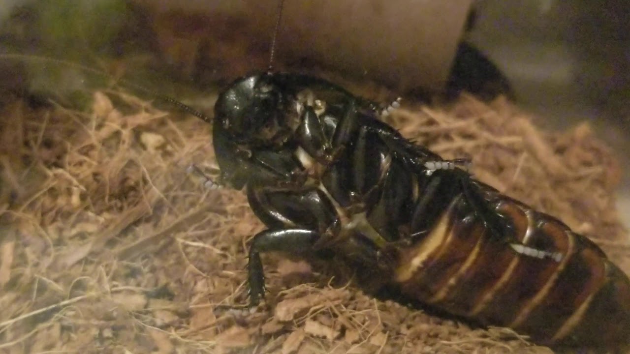 How to talk to bugs - YouTube