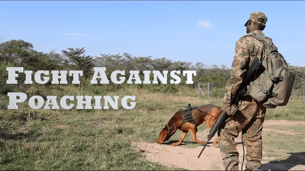 Fight Against Poaching - The K9 Unit of Kruger National Park - YouTube
