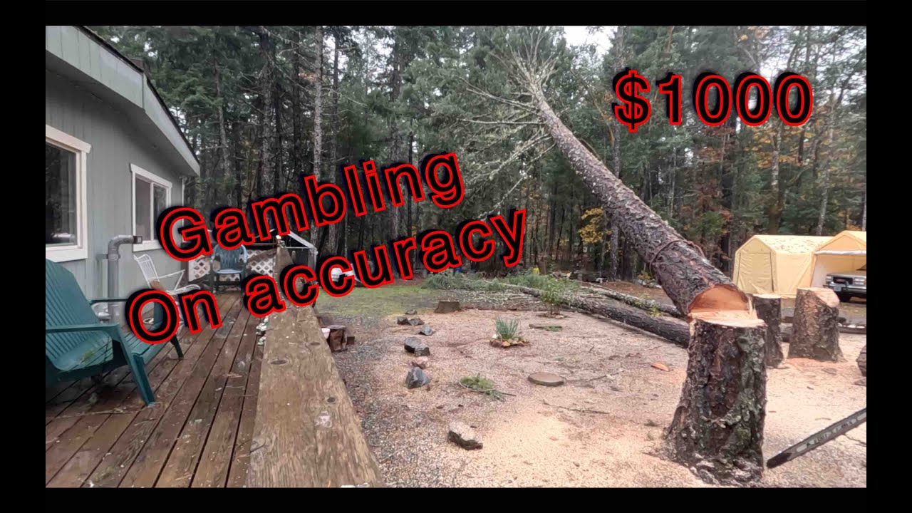 "Turning $1,000 into a Tree-Felling Challenge-Who Wins The Bet?" - YouTube
