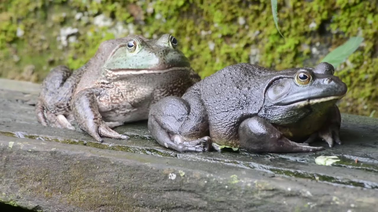 How Farmers Raising Millions Of Frogs and Harvesting -Frog Meat ...