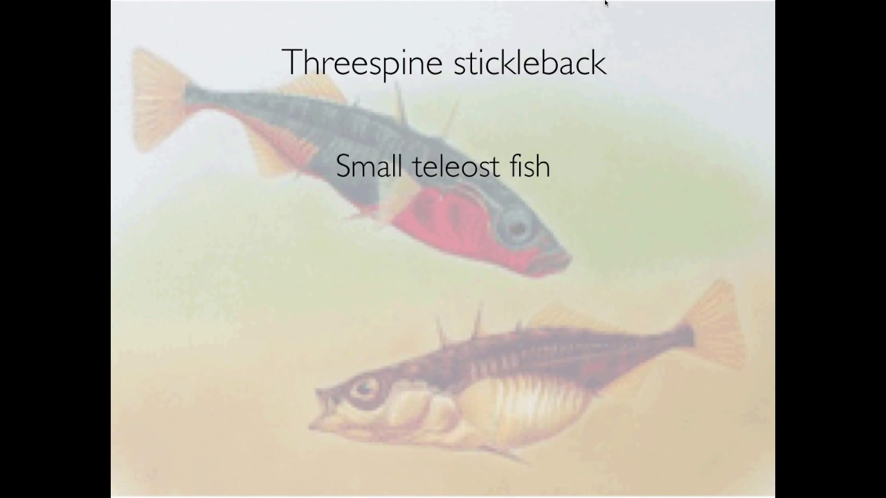 Peichel: Genetics of Adaptation in Sticklebacks - YouTube