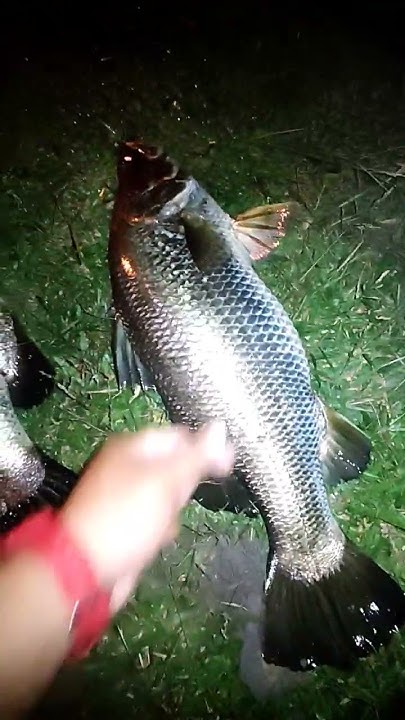 baramundi 1: 12kg 2: 8gk reel!! rod seahawk 2-6lb leader 30lb minline 15lb - YouTube