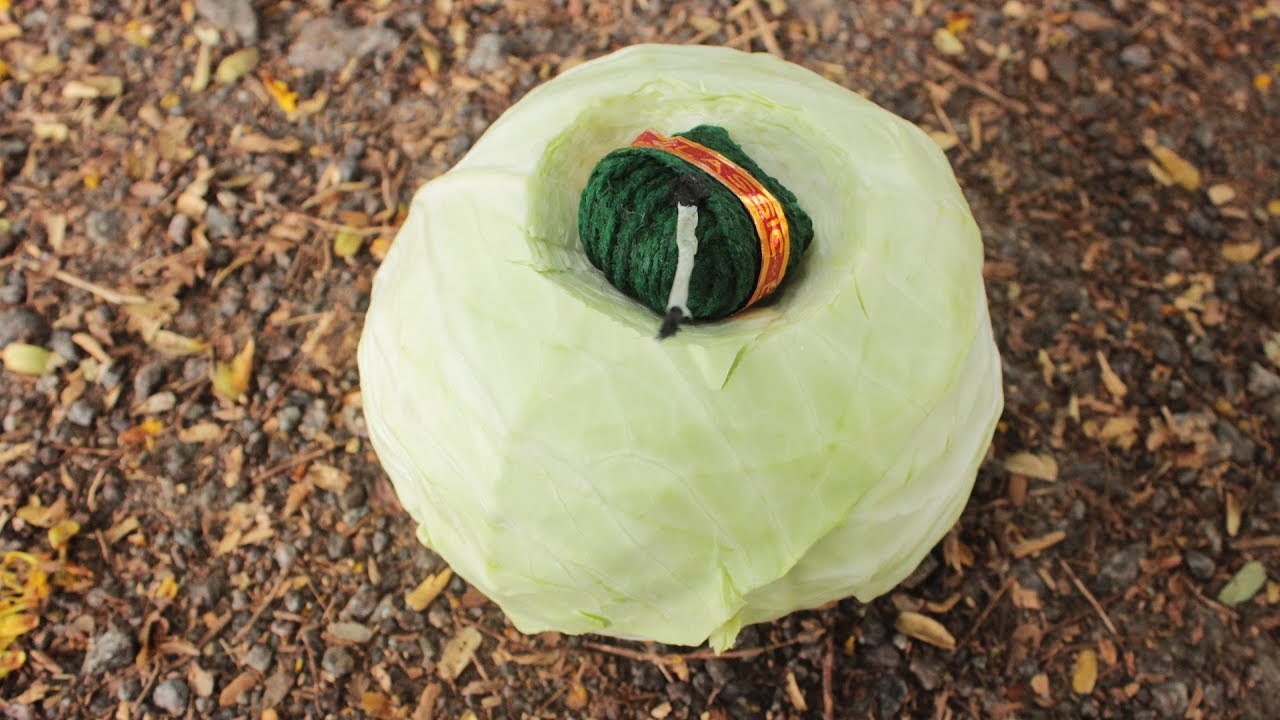 Cabbage vs Bomb Experiment || Myna Amazing Hacks - YouTube