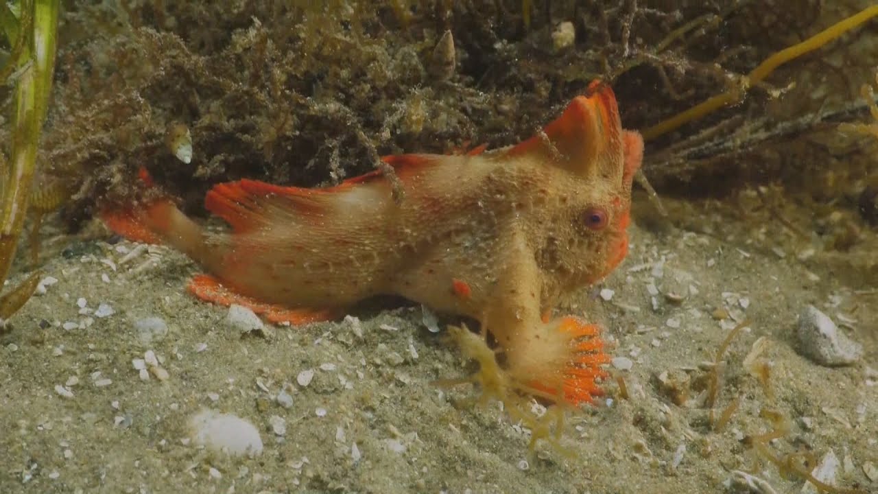 Peixe mais raro do mundo ganha campanha para salvá-lo da extinção - YouTube