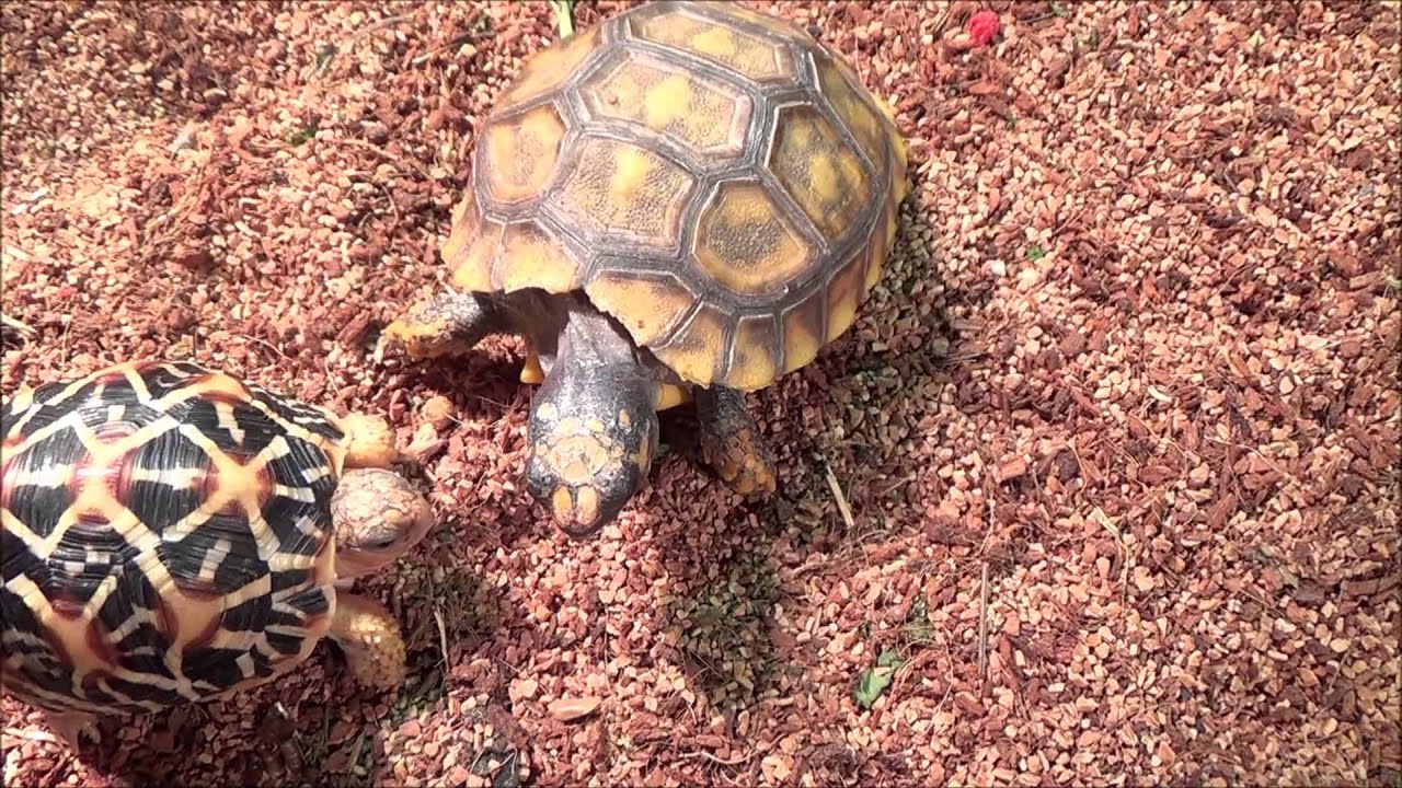 Yellow foot tortoises playing - YouTube