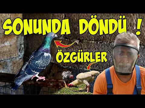 Canavar Başlık Hakkını verdi. KO SHAMO çifti çok mutlu. Bir Yıl Sonra İlk Fırsatta Yuvasına Döndü.