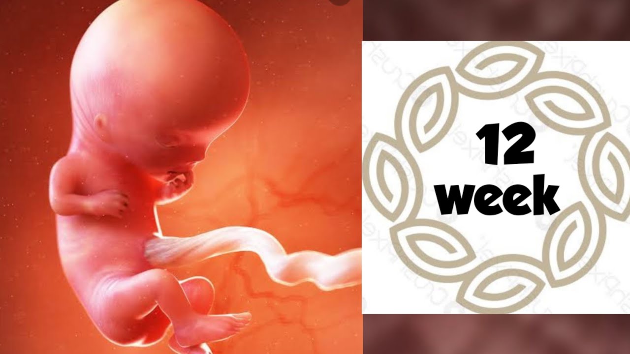 12 week of pregnancy | what to Expect | #usvlog - YouTube