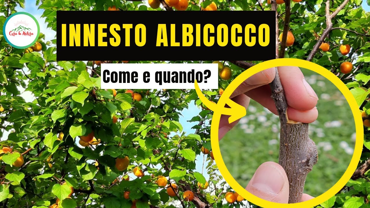 Albicocco - Come e Quando INNESTARE L'Albero di albicocco - YouTube