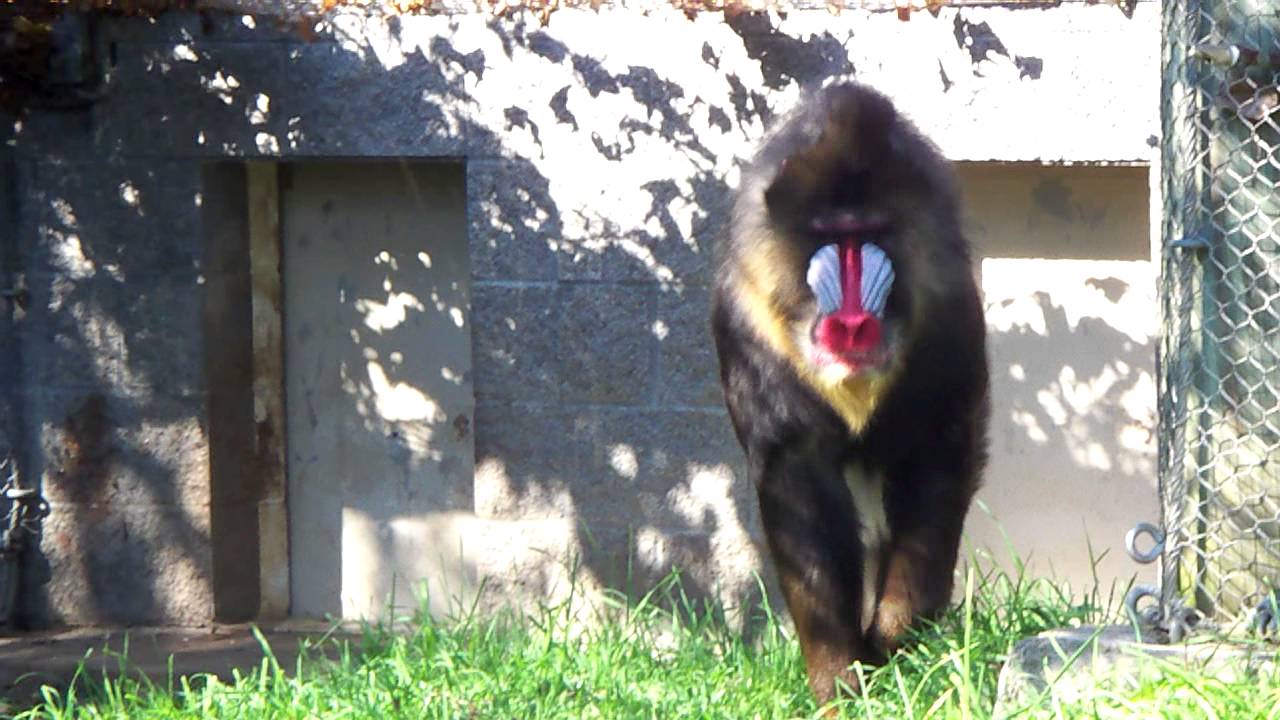 Mandrill Baboon Columbus Zoo - YouTube