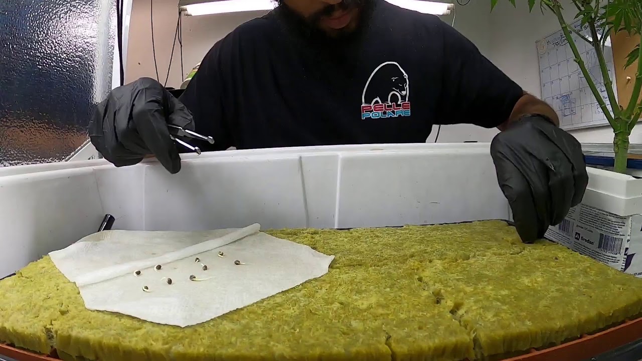 Solfiregardens Seedlings + Perfect Grower Nutes - YouTube