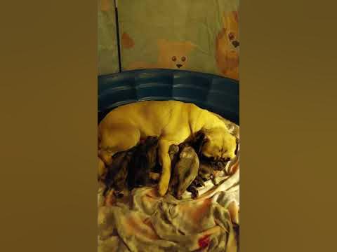 Pug puppies minutes old Zola pups at Anya's Pugs @anyaspugs5203 - YouTube