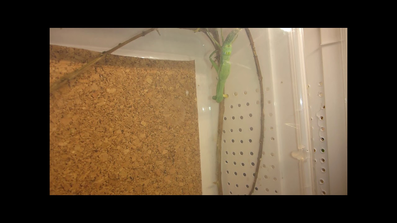 Macromantis sp. Häutung volle Länge - YouTube